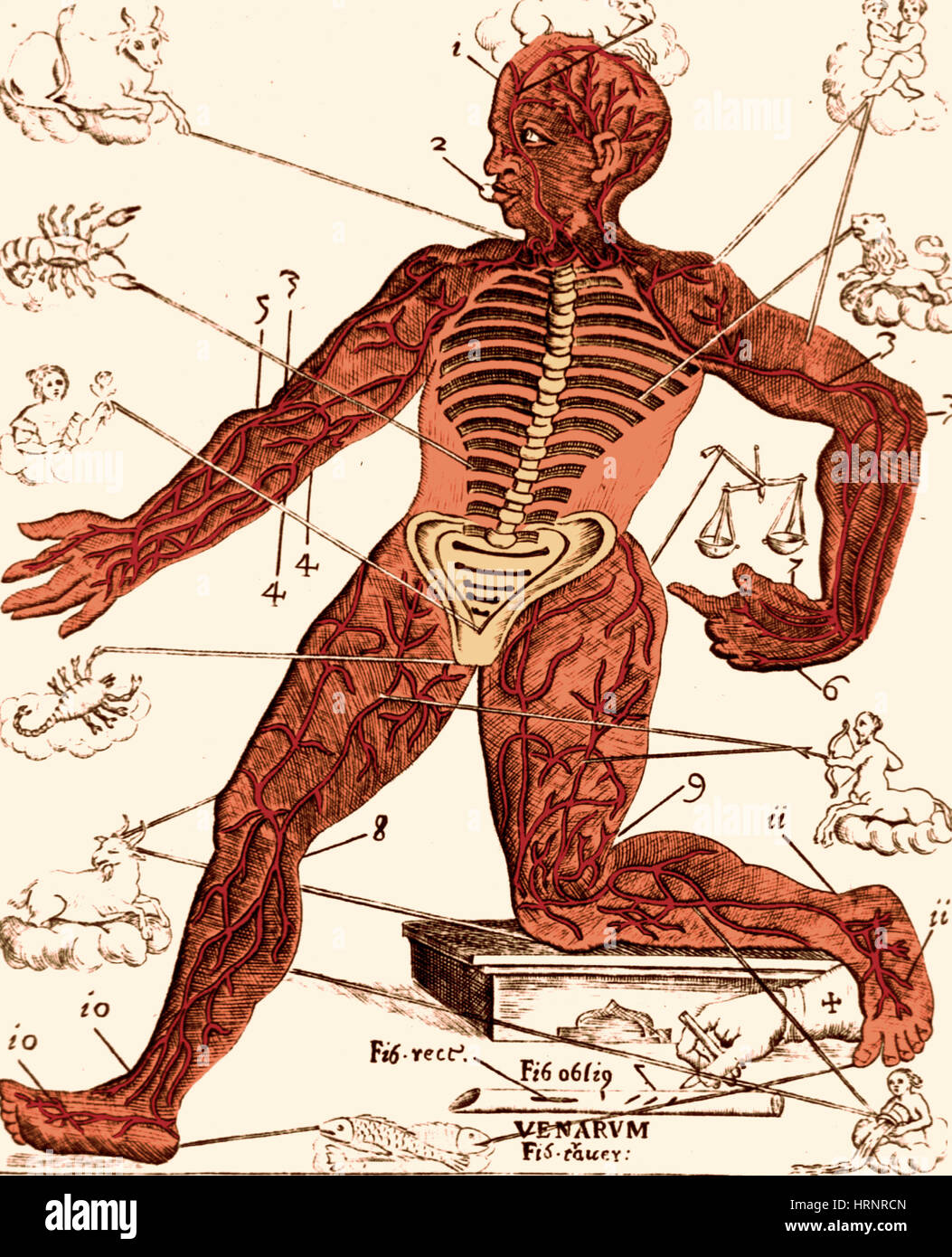 Zodiac sign body parts - Horoscopeaz.com