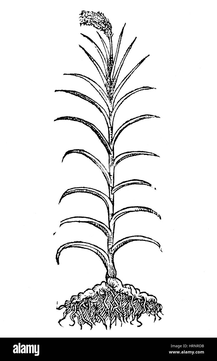 Acorus calamus drawing hi-res stock photography and images - Alamy