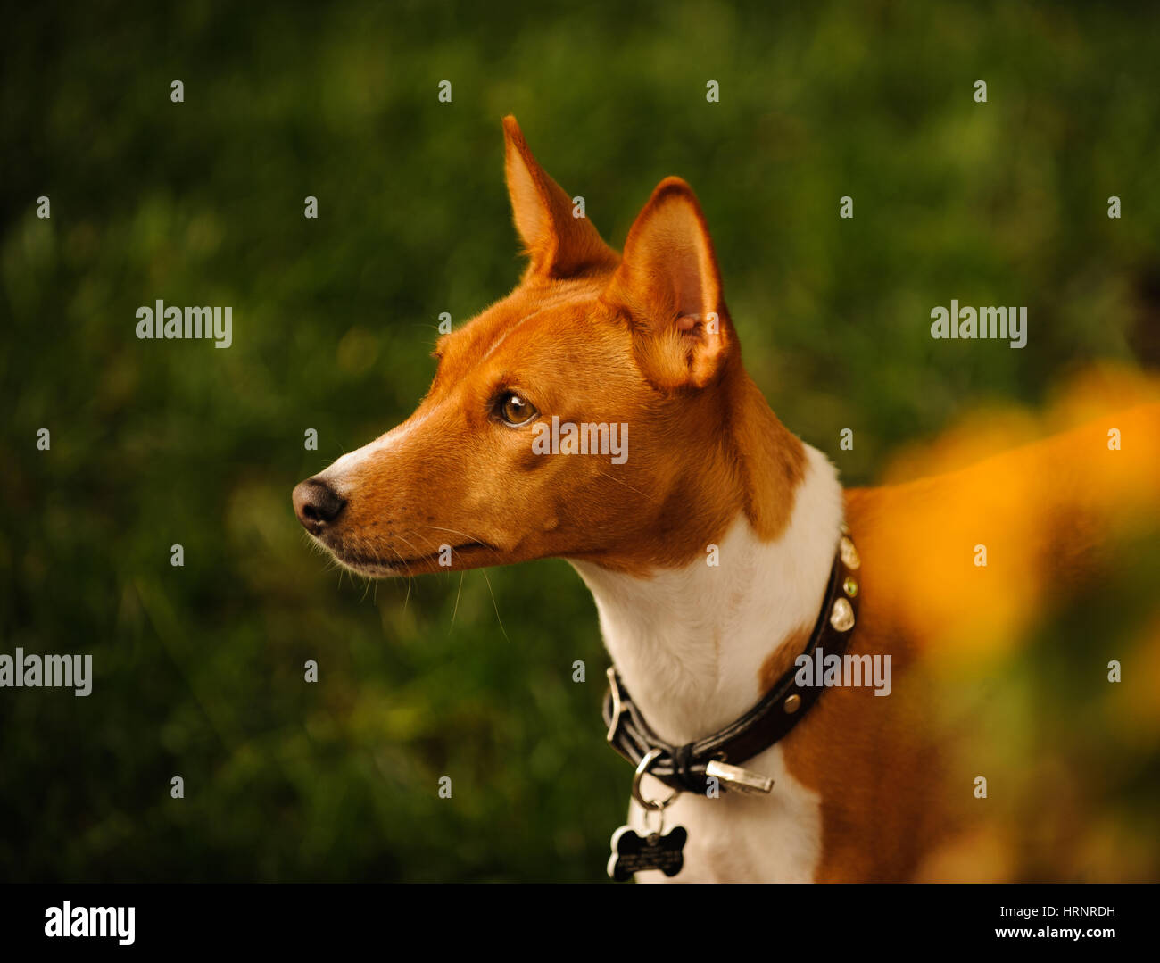 Basenji hi-res stock photography and images - Alamy