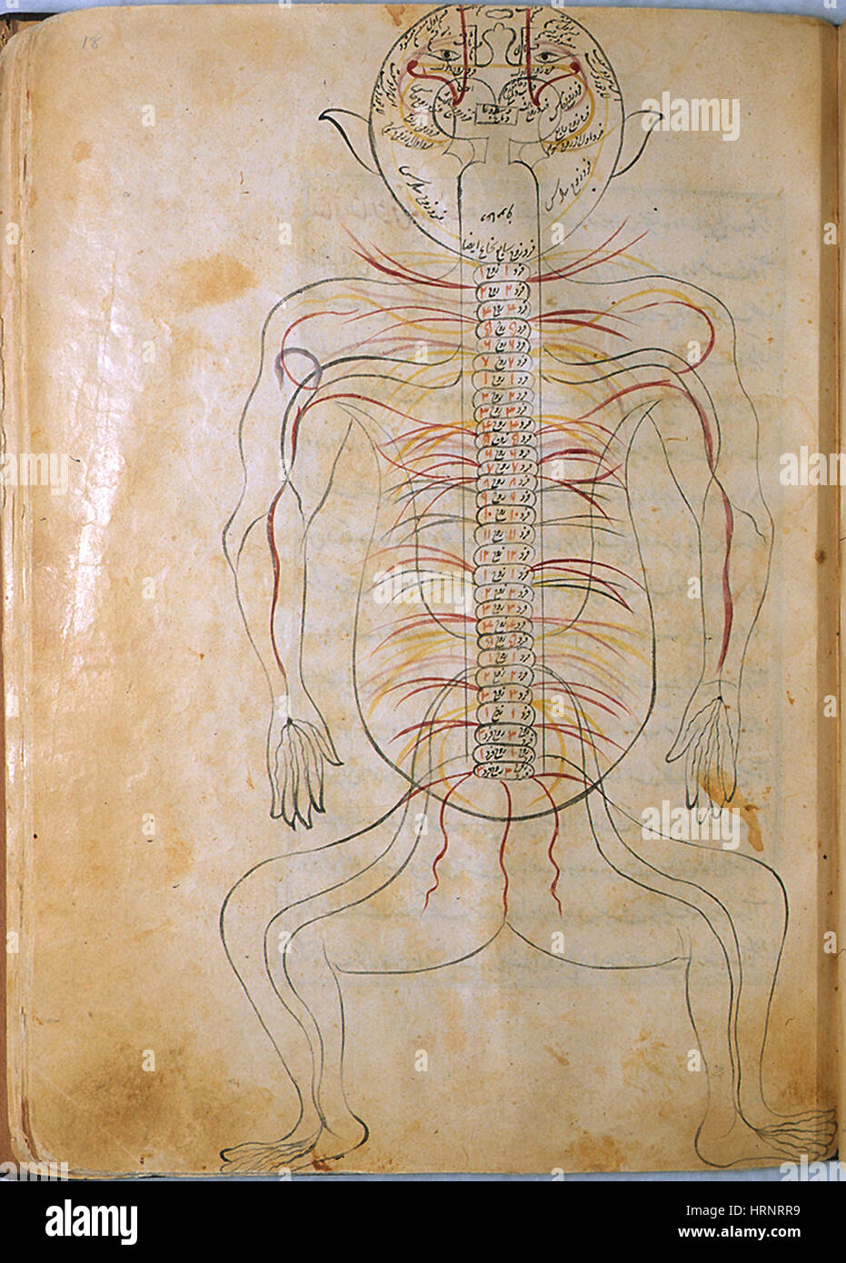Medieval anatomy drawing hi-res stock photography and images - Alamy