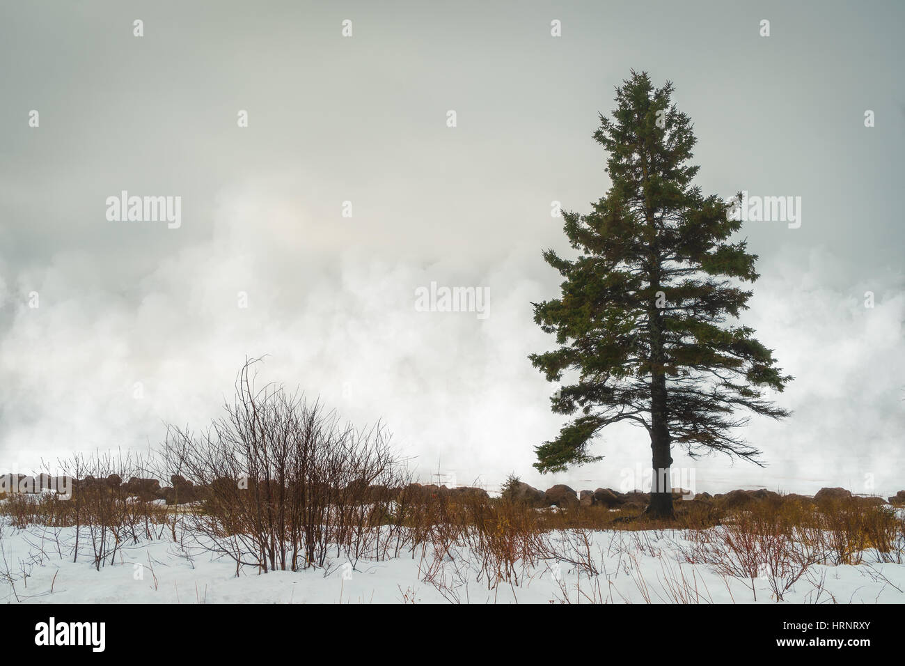 Mist rising off harbour ice are a background for a lone white spruce ...