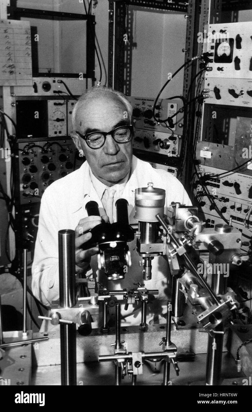 Neurophysiologist hi-res stock photography and images - Alamy