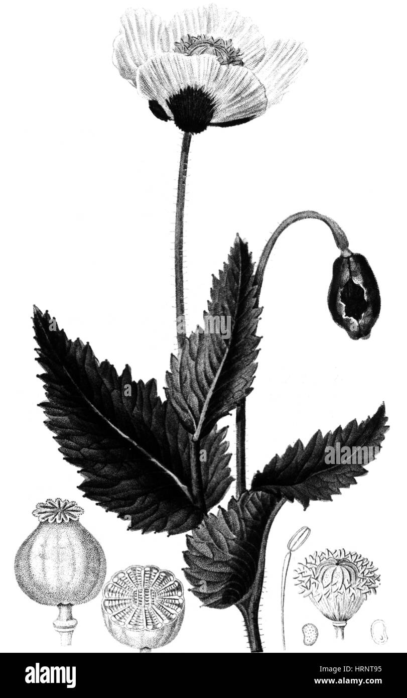 Opium Plant Drawing