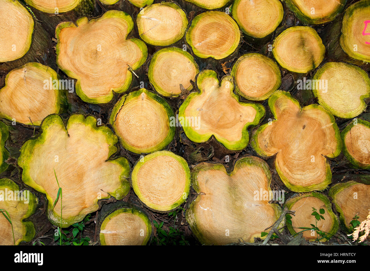 Log patterns hi-res stock photography and images - Alamy