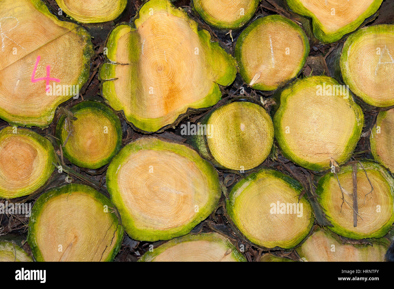 log stacks waiting for collection at Stoke Park Woods, Bishopstoke ...