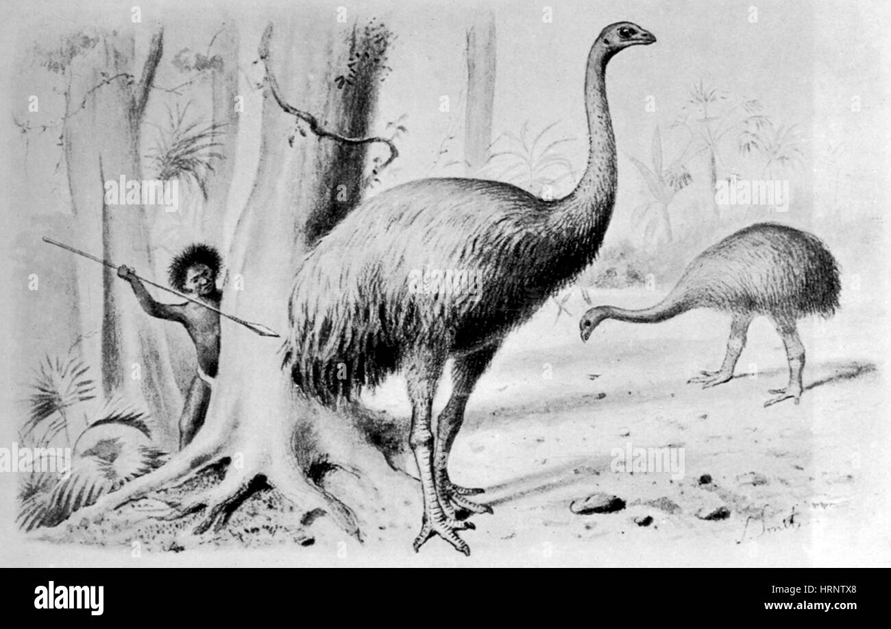 Dinornis, Giant Moa, Cenozoic Bird Stock Photo - Alamy