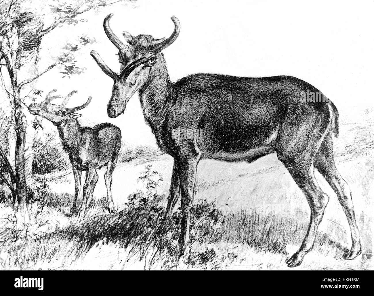 Syndyoceras, Miocene Mammal Stock Photo - Alamy