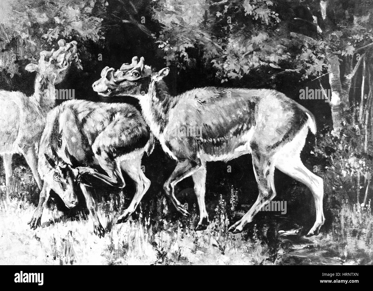 Protoceras, Oligocene Mammal Stock Photo - Alamy