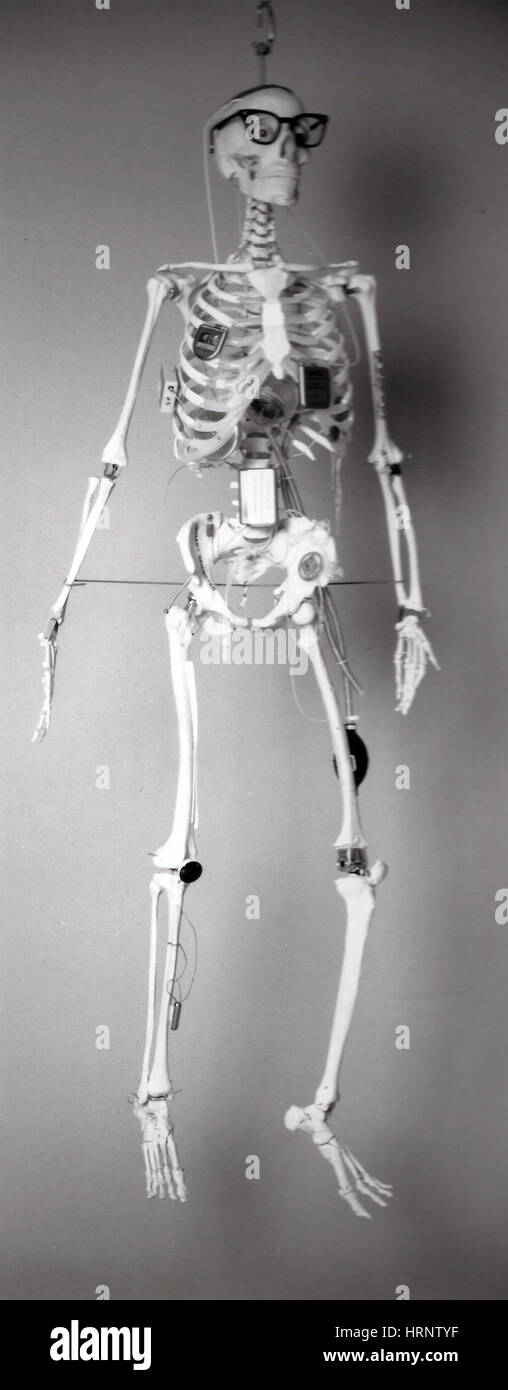 Medical anatomy skeleton hi-res stock photography and images - Alamy