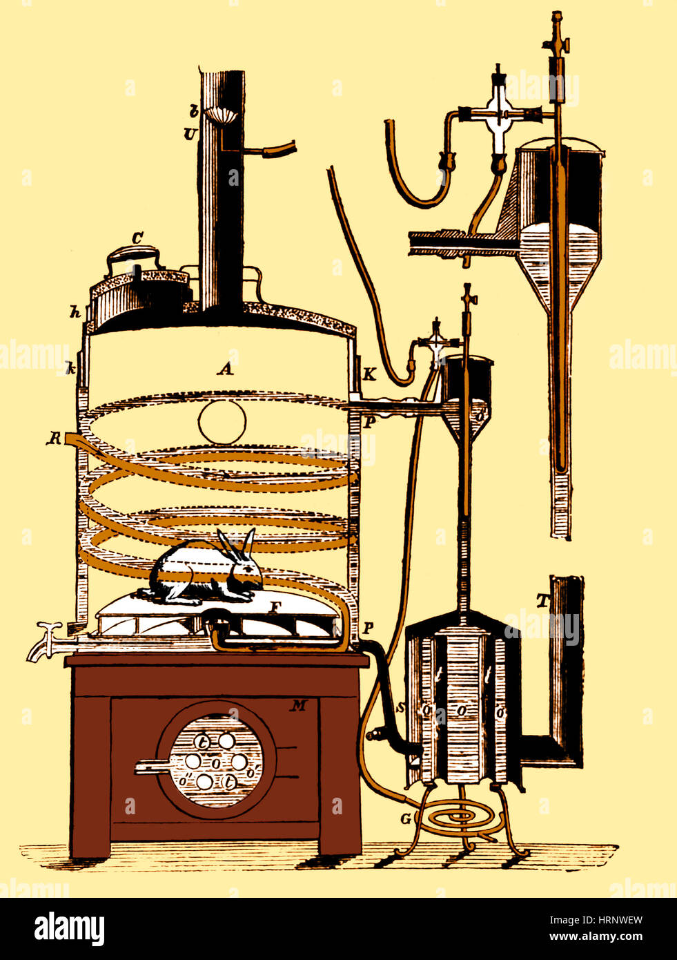 Animal testing rabbit hi-res stock photography and images - Alamy