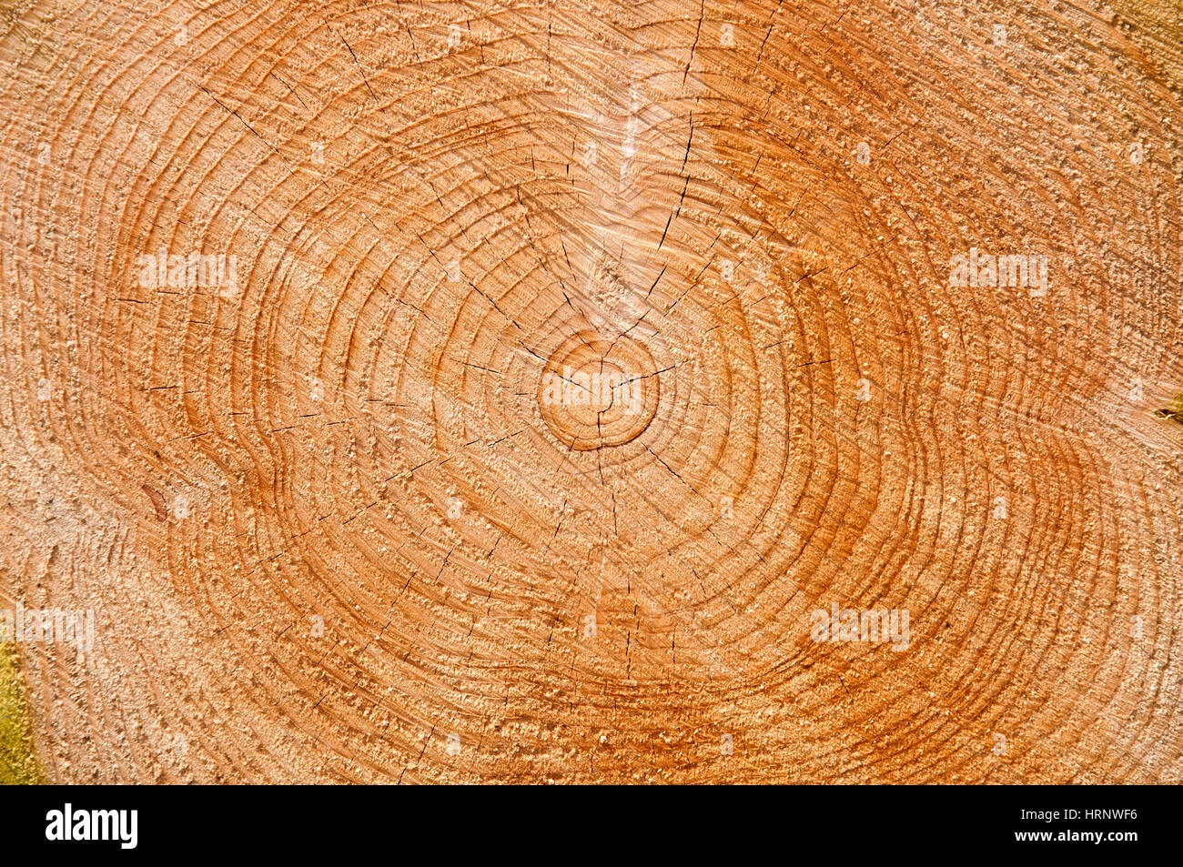 Close-up of log stacks waiting for collection at Stoke Park Woods ...