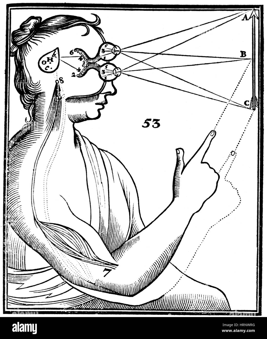 Human eye diagram historical hi-res stock photography and images - Alamy