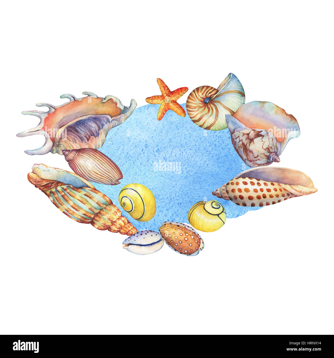 The circular composition with sea shells on a blue watercolor ...
