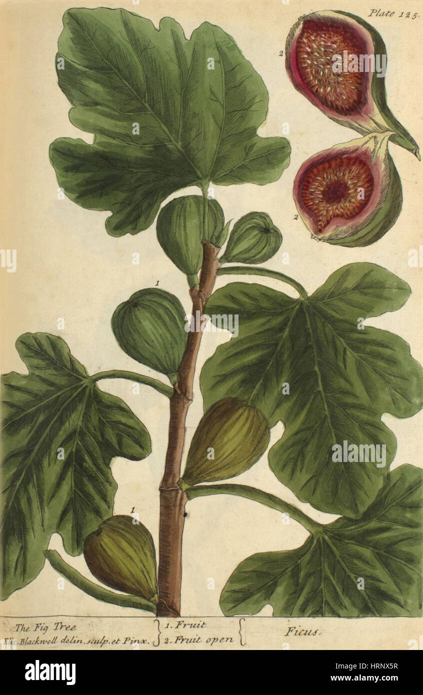Fig tree illustration hi-res stock photography and images - Alamy