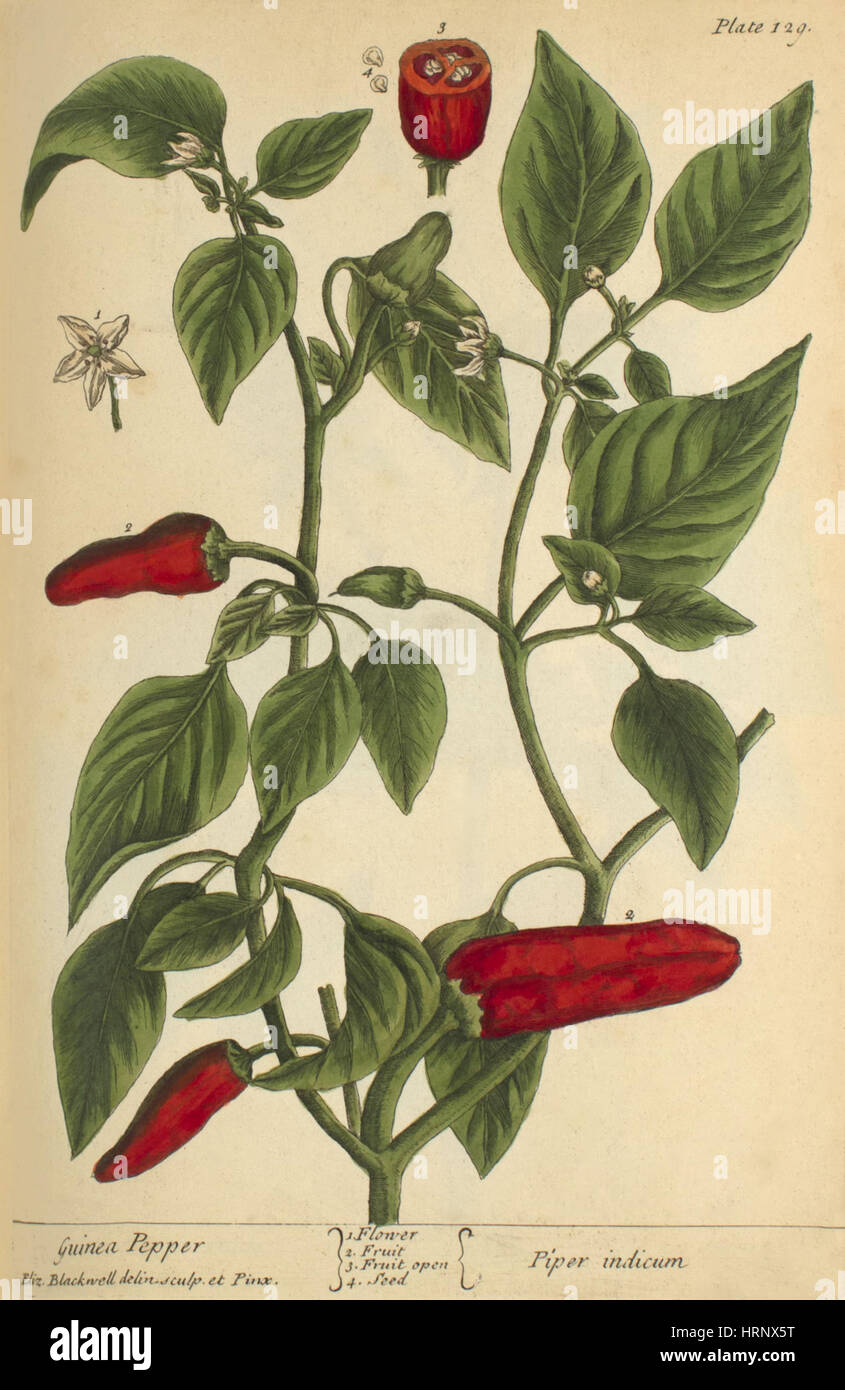 Guinea Pepper, Medicinal Plant, 1737 Stock Photo - Alamy