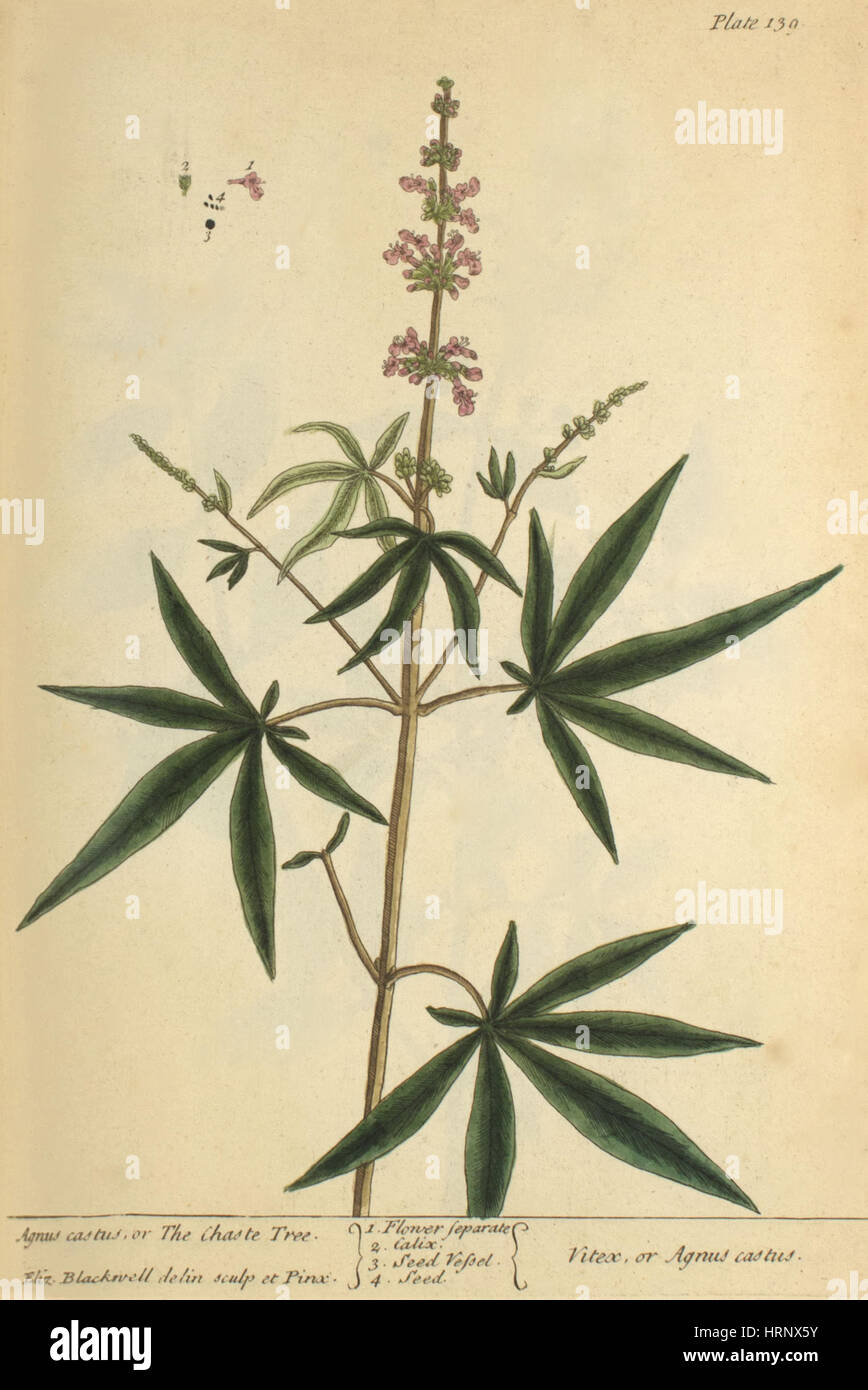 Chaste tree illustration hi-res stock photography and images - Alamy