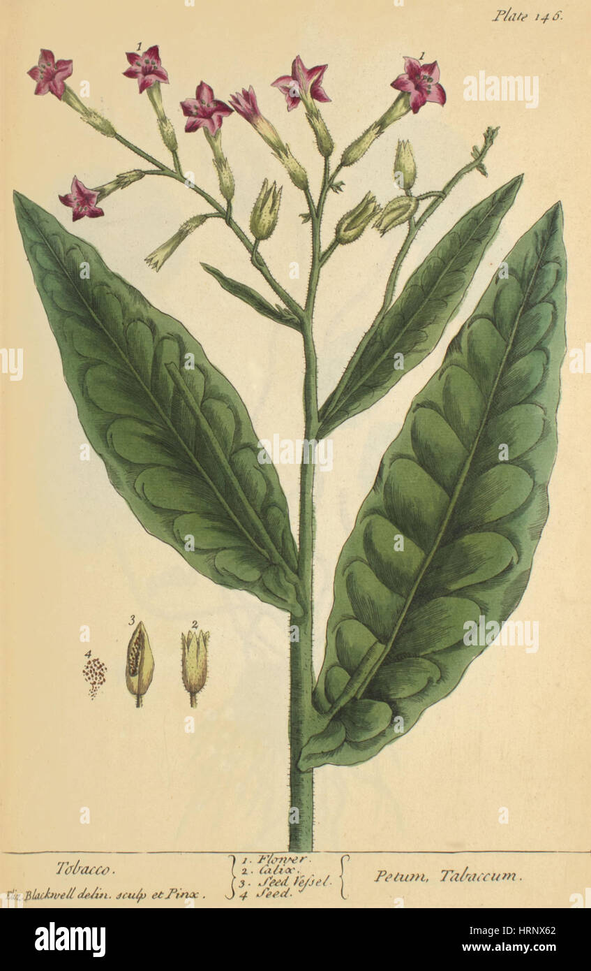 Tobacco plant drawing hi-res stock photography and images - Alamy