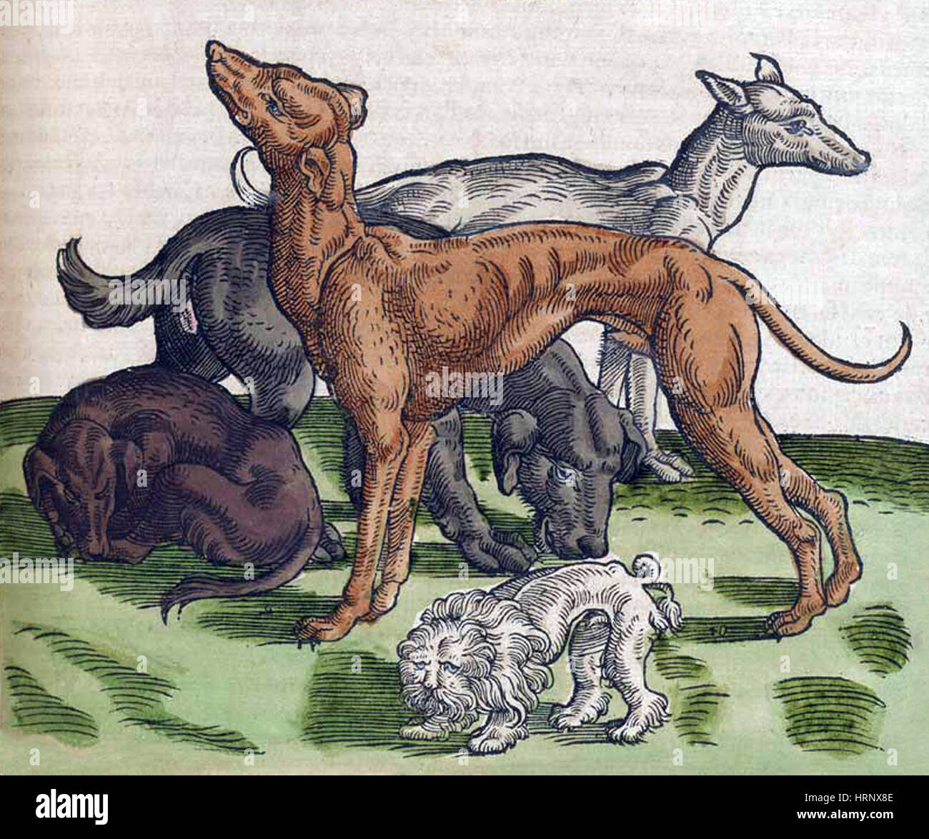 Dogs, Historiae Animalium, 16th Century Stock Photo - Alamy