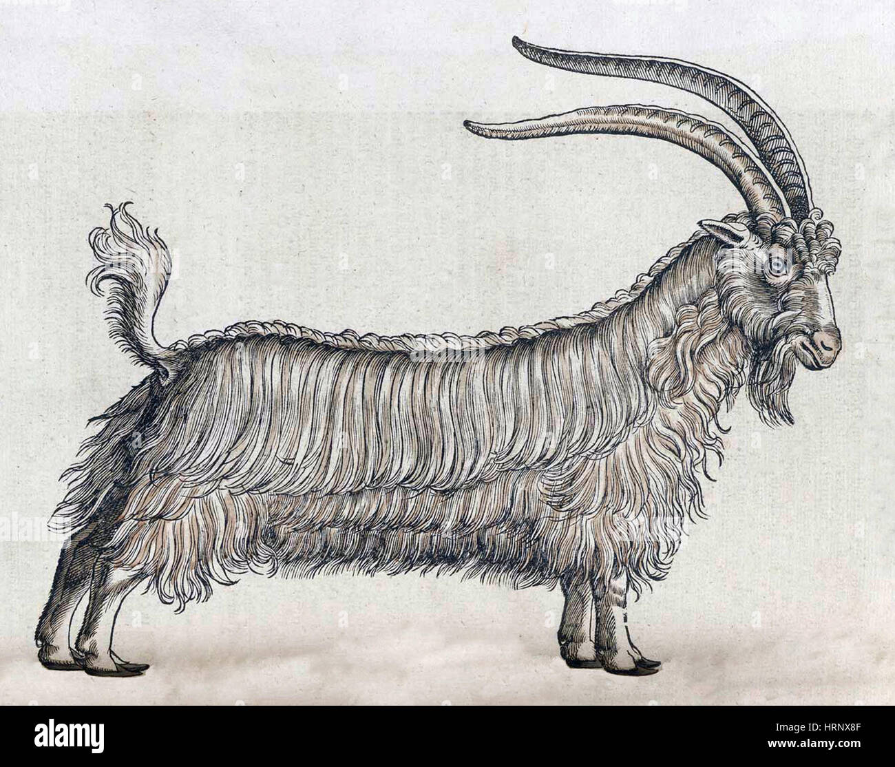 Goat, Historiae Animalium, 16th Century Stock Photo - Alamy