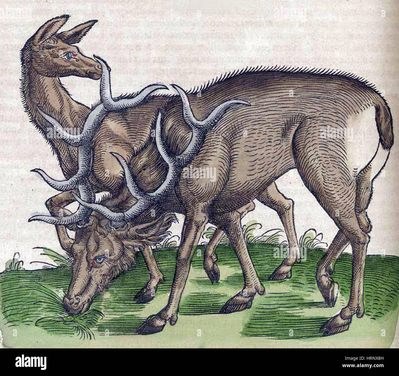 Deer, Historiae Animalium, 16th Century Stock Photo - Alamy