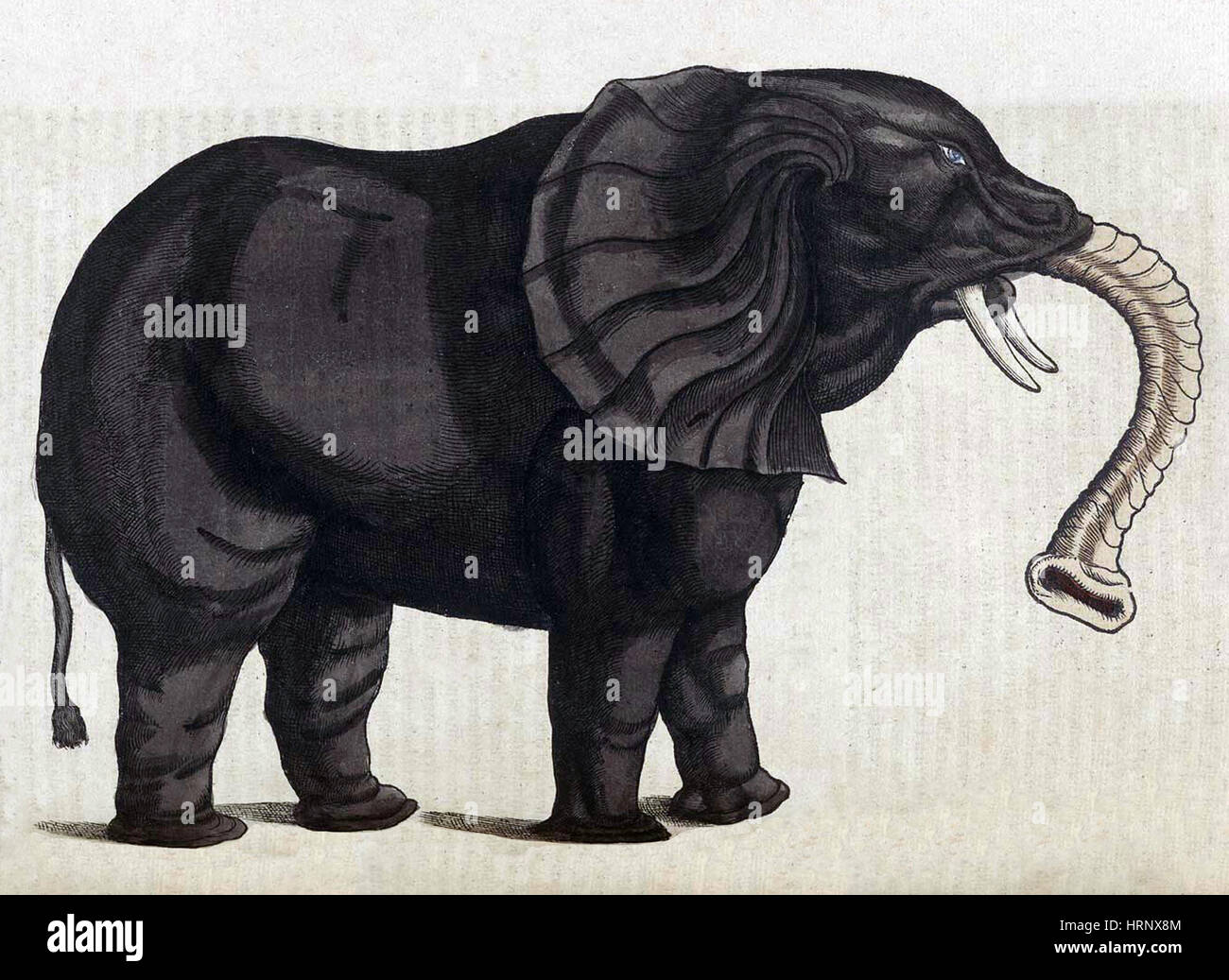 Elephant, Historiae Animalium, 16th Century Stock Photo - Alamy