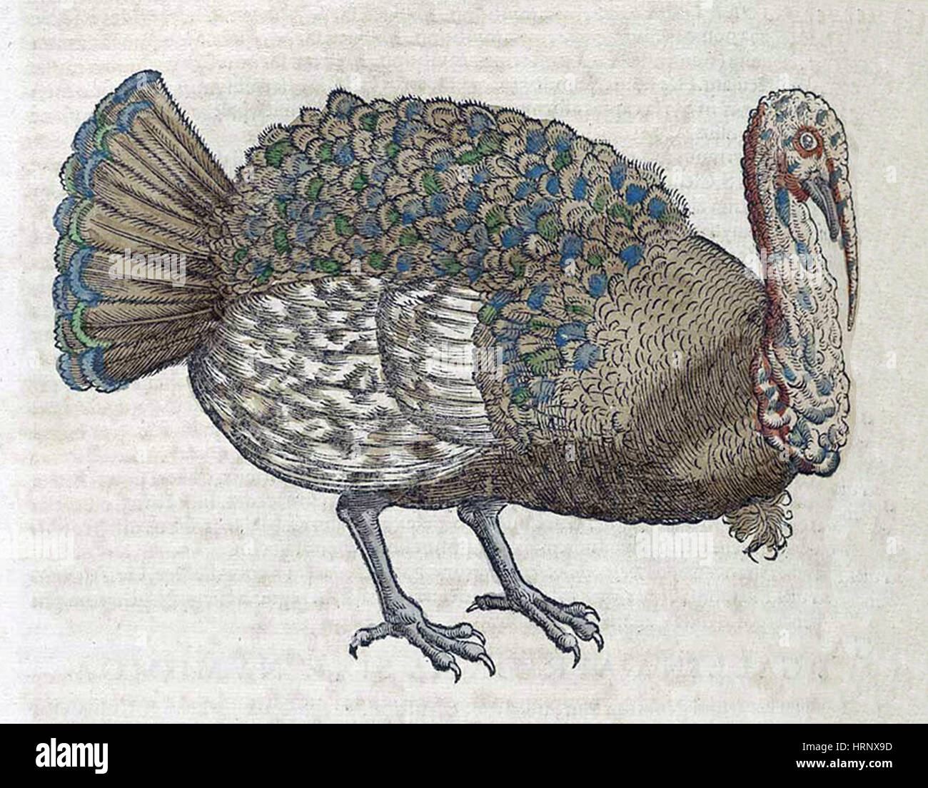 Turkey bird drawing hi-res stock photography and images - Alamy