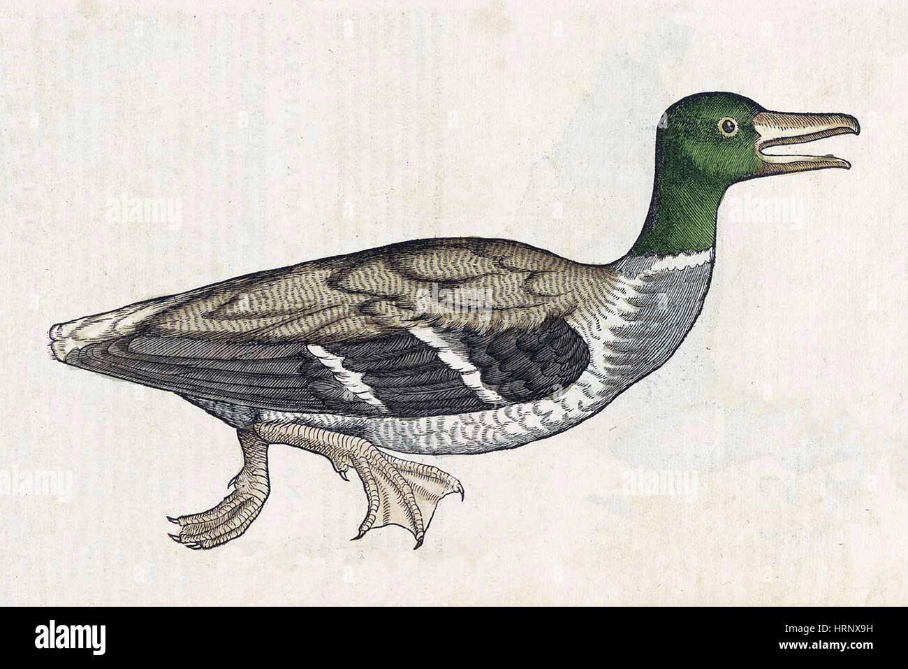 Duck, Historiae Animalium, 16th Century Stock Photo - Alamy