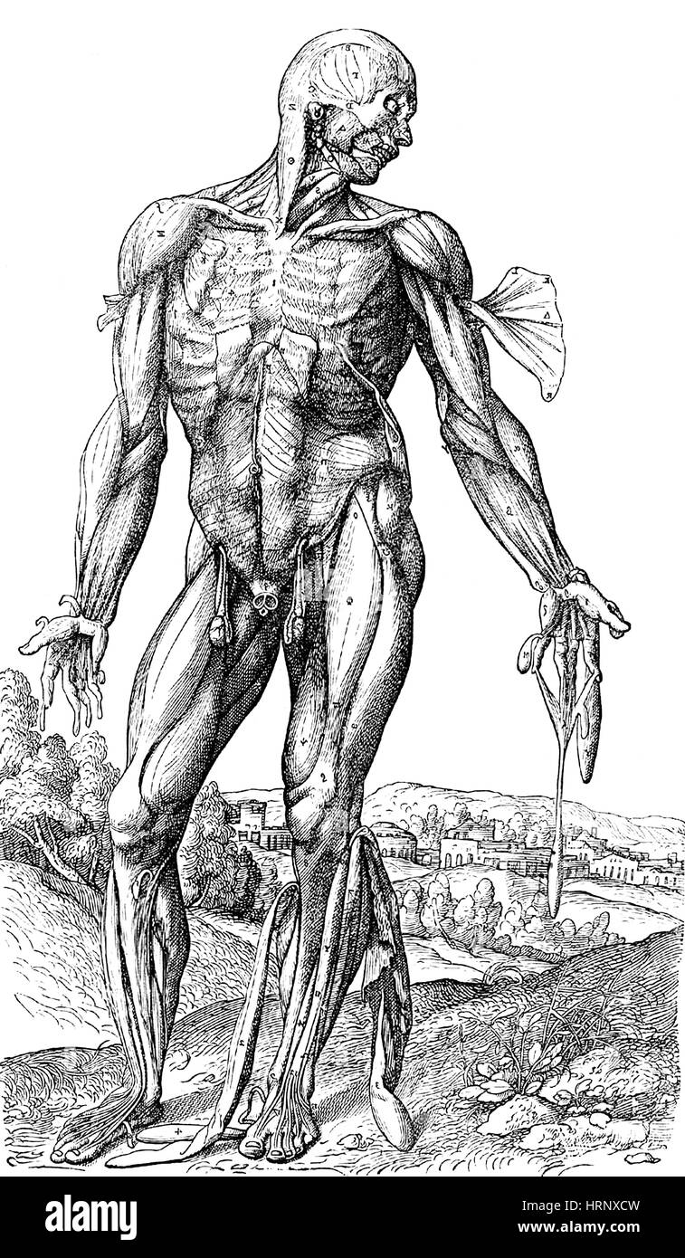 Vesalius Human Musculature Anatomy, 4 of 6 Stock Photo - Alamy