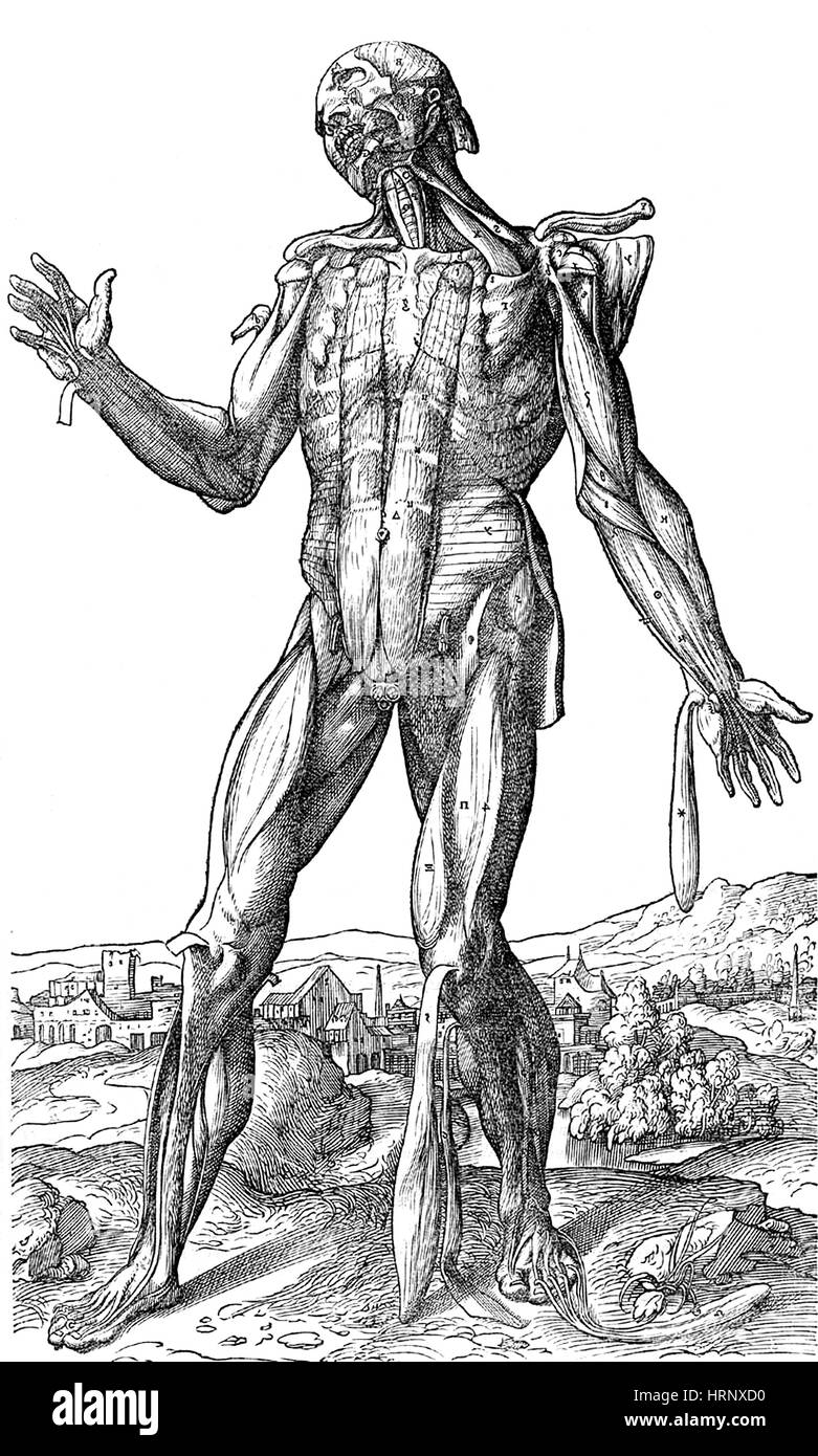 Andre Vesale Stock Photos & Andre Vesale Stock Images - Alamy