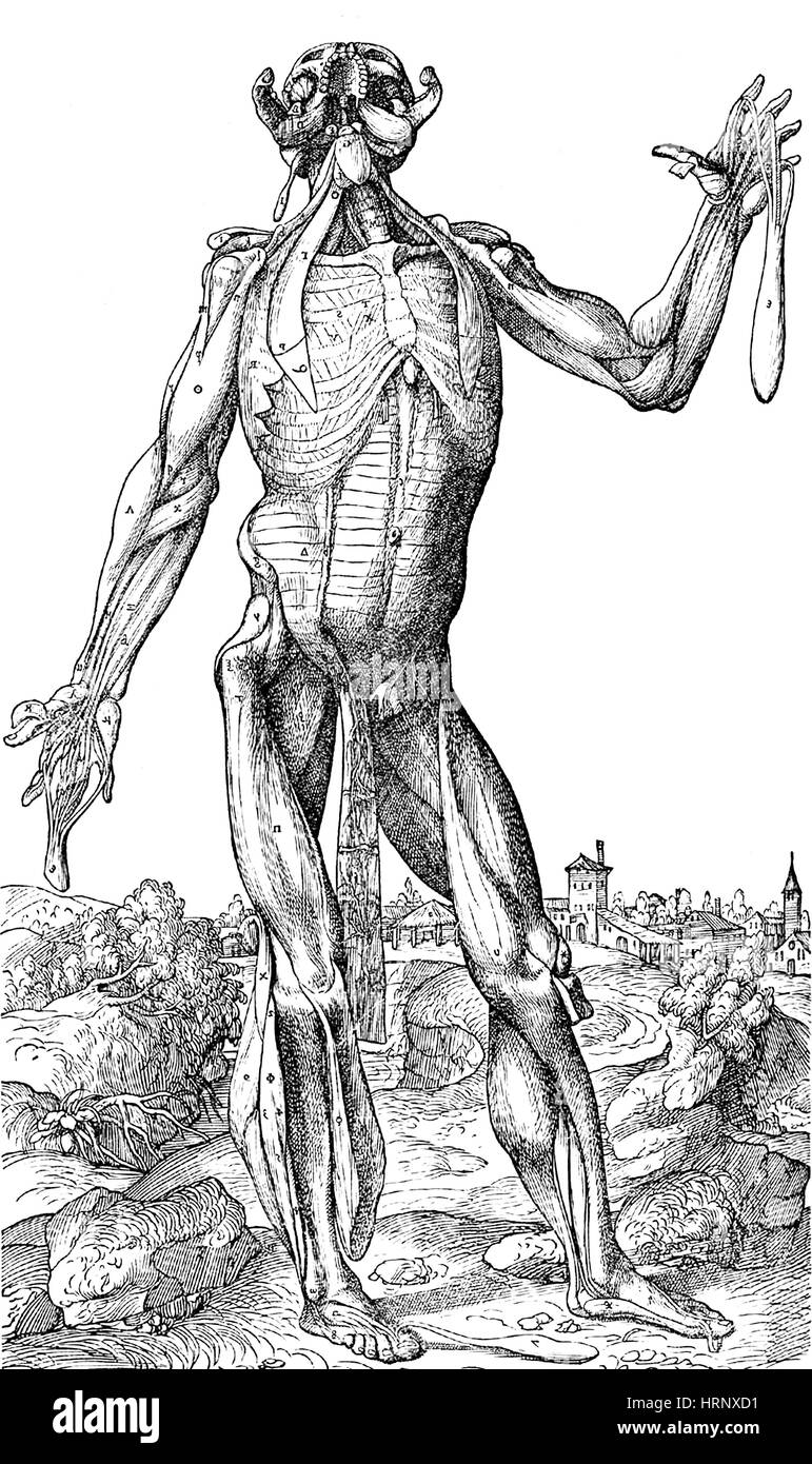 Vesalius Anatomy High Resolution Stock Photography and Images - Alamy