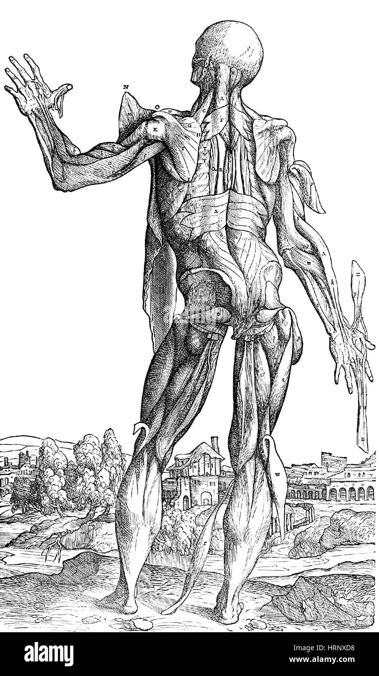 Vesalius Anatomy High Resolution Stock Photography and Images - Alamy