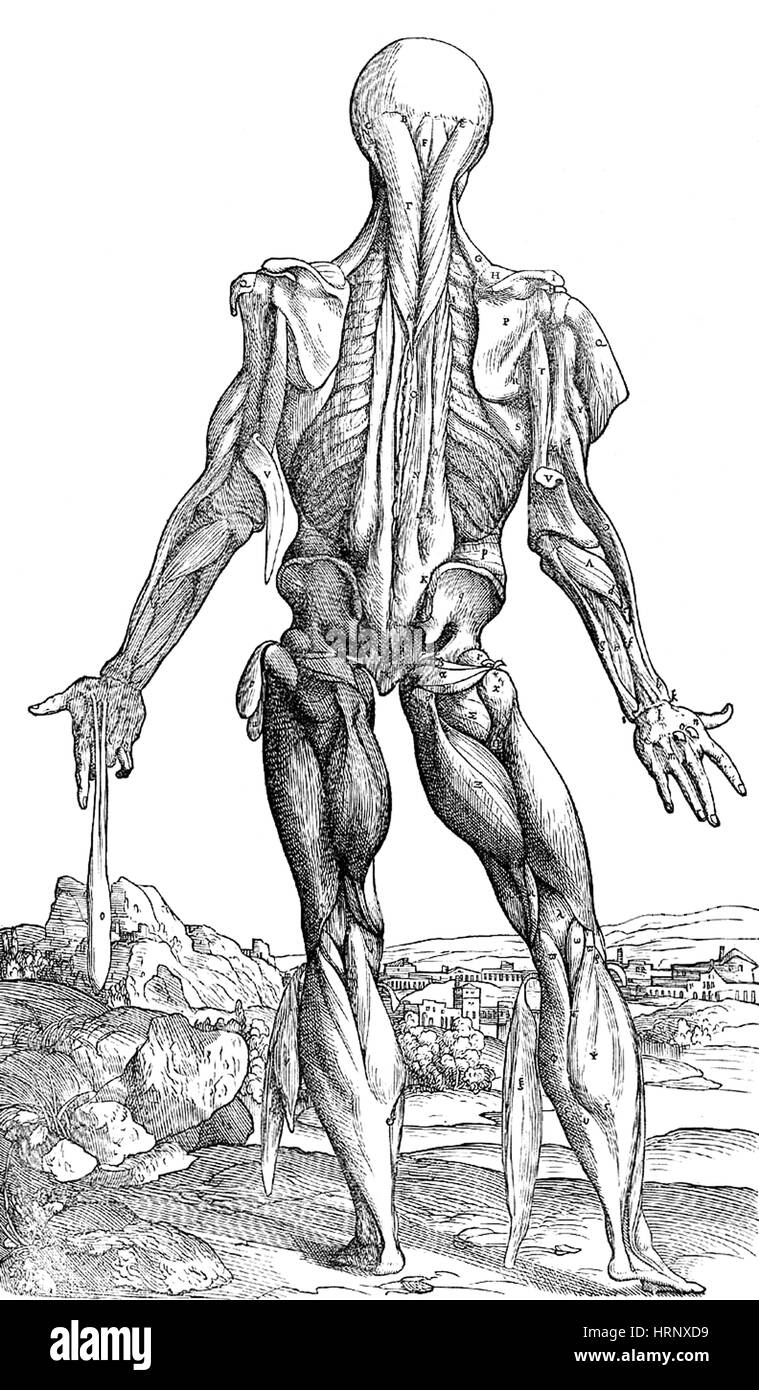 Posterior view of human muscular system hi-res stock photography and ...