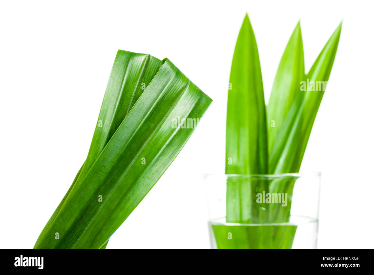 closeup green fresh Pandan leaves, Thai herbal Stock Photo - Alamy