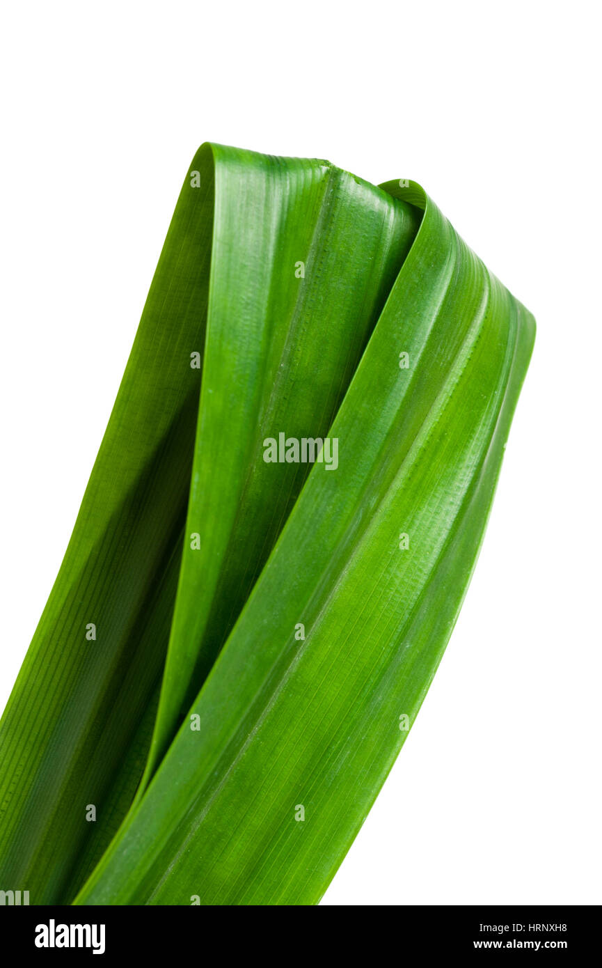 closeup green fresh Pandan leaves, Thai herbal Stock Photo - Alamy
