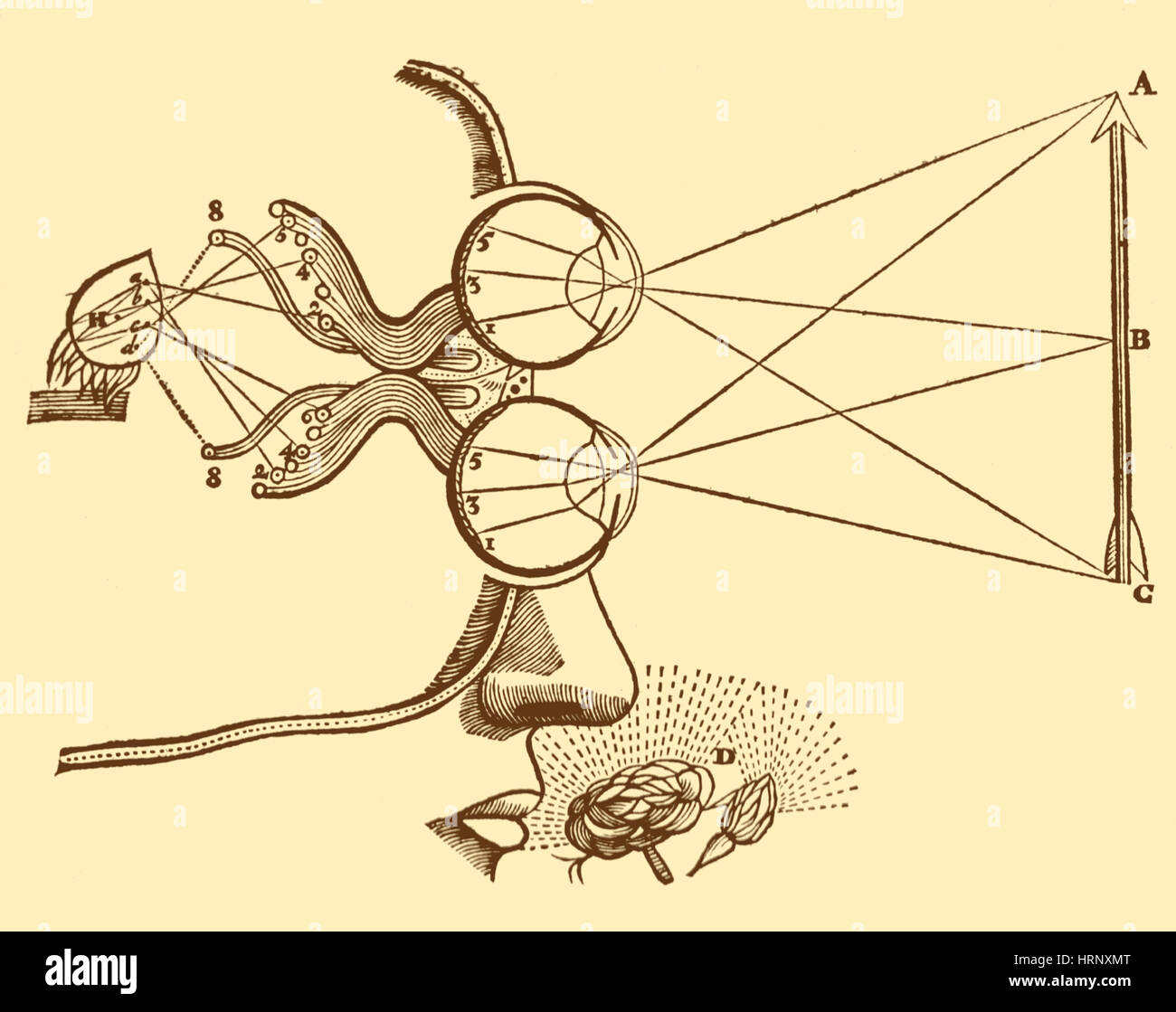 Human eye diagram historical hi-res stock photography and images - Alamy