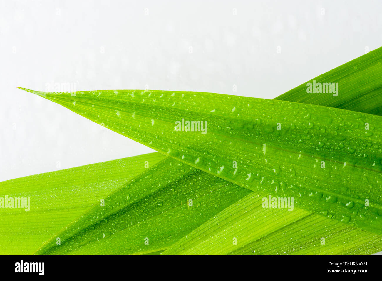 closeup green fresh Pandan leaves, Thai herbal Stock Photo - Alamy