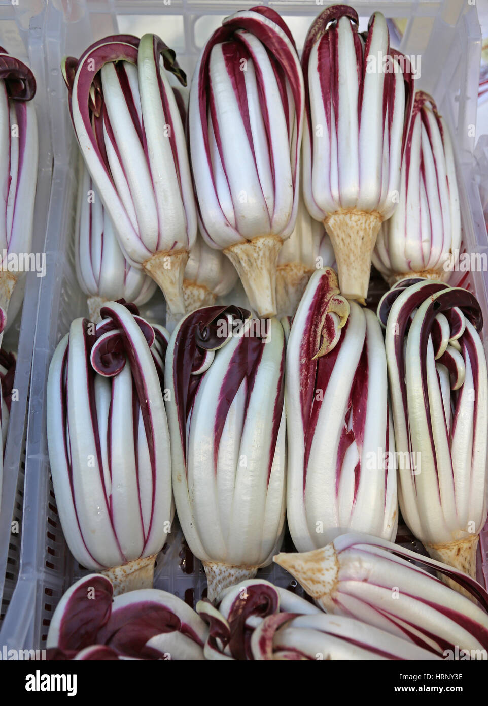 box with a lot of typical red radicchio (called Radicchio tardivo) of ...