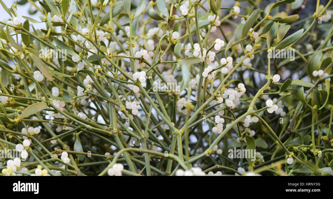 white berries of the mistletoe plant Stock Photo - Alamy