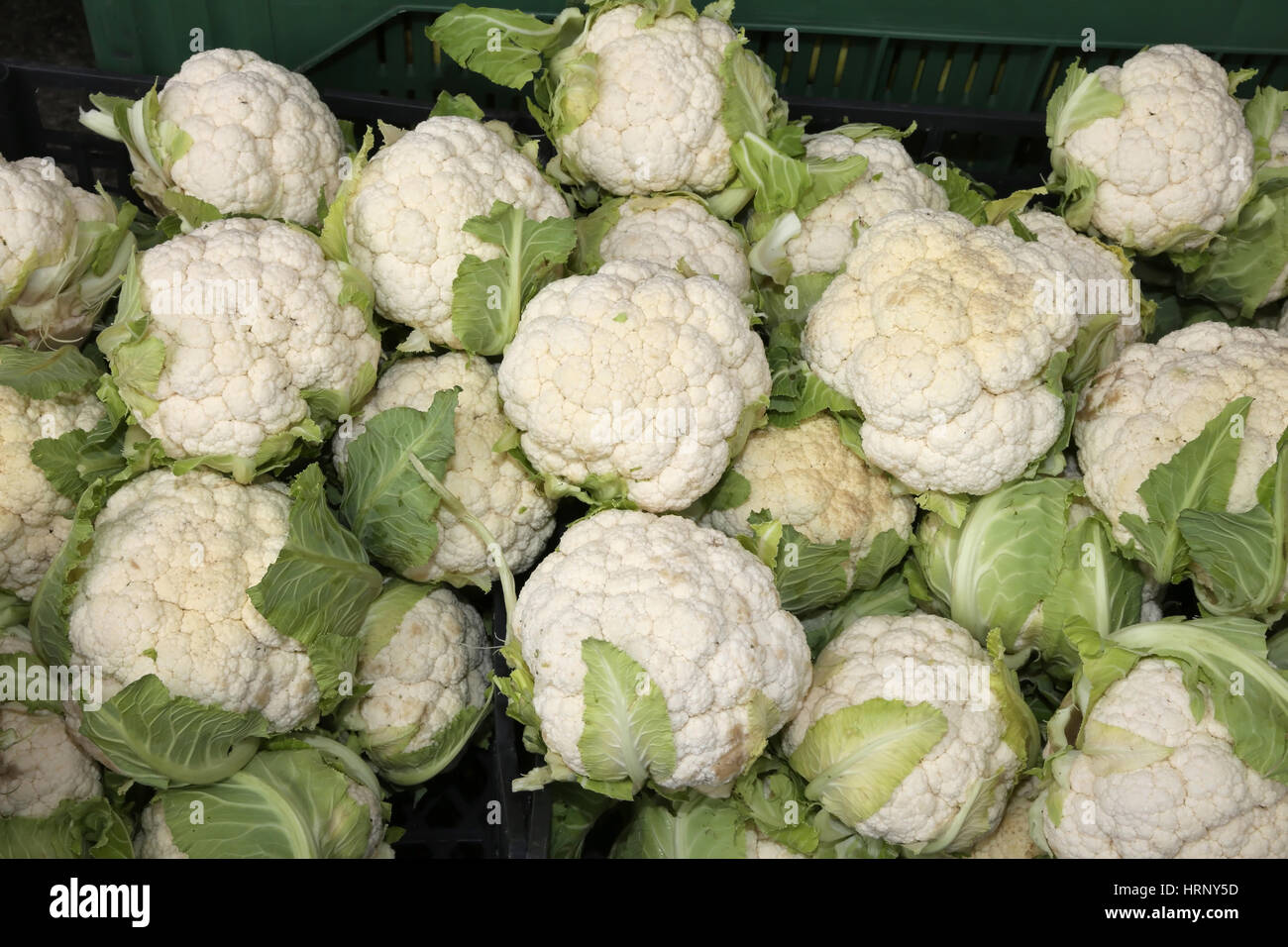 Plant stall winter hi-res stock photography and images - Alamy