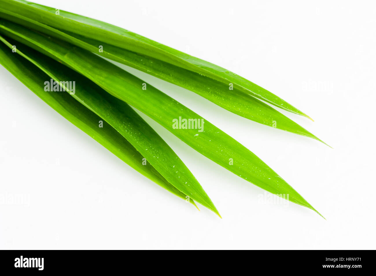 closeup green fresh Pandan leaves, Thai herbal Stock Photo - Alamy