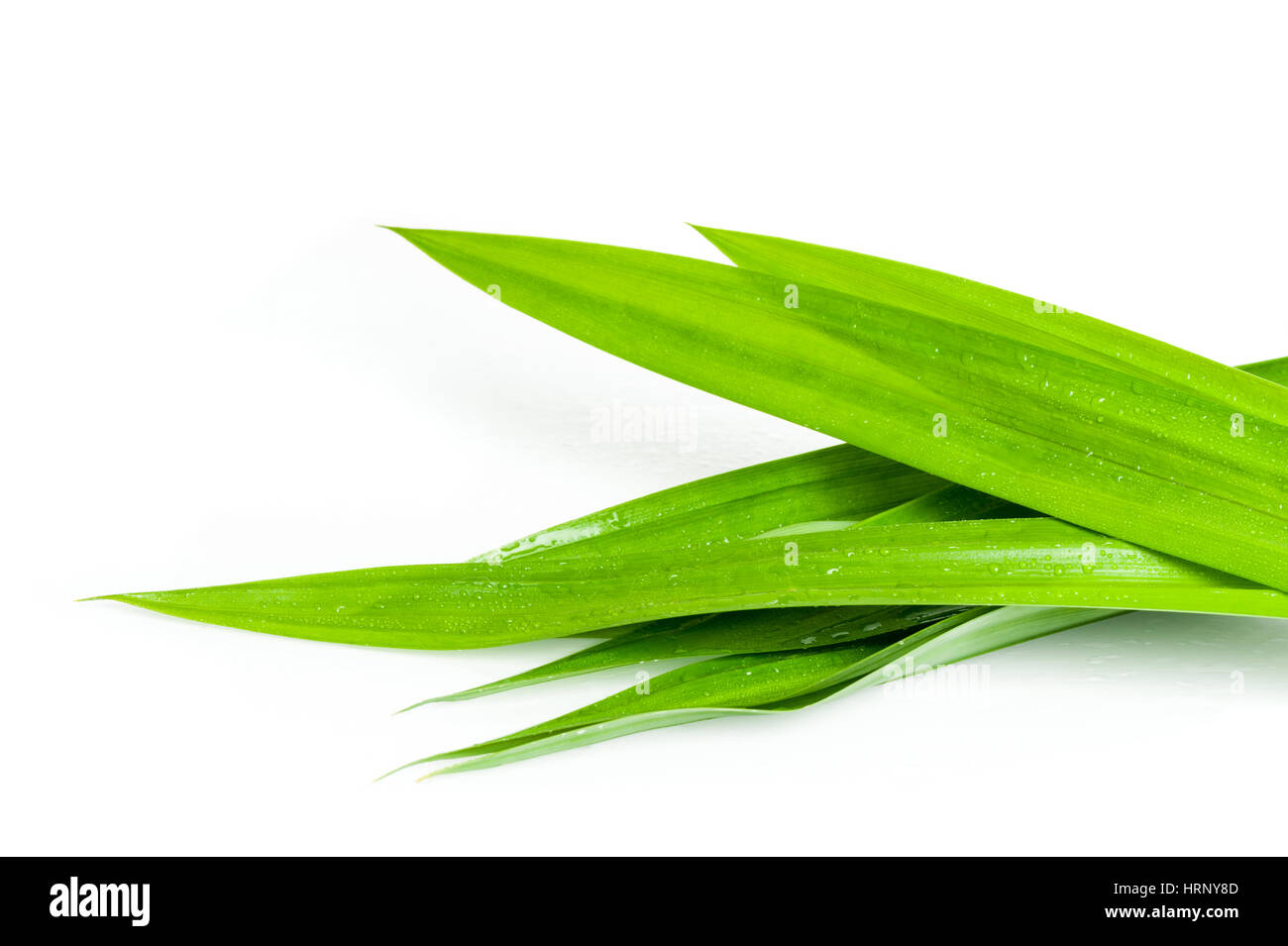 closeup green fresh Pandan leaves, Thai herbal Stock Photo - Alamy