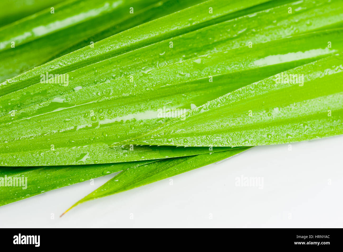closeup green fresh Pandan leaves, Thai herbal Stock Photo - Alamy