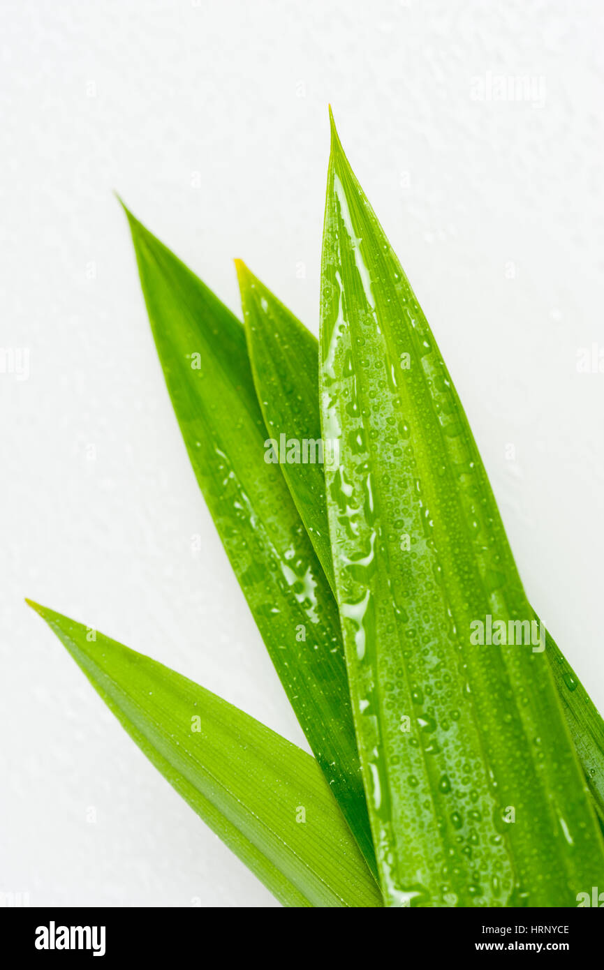 closeup green fresh Pandan leaves, Thai herbal Stock Photo - Alamy