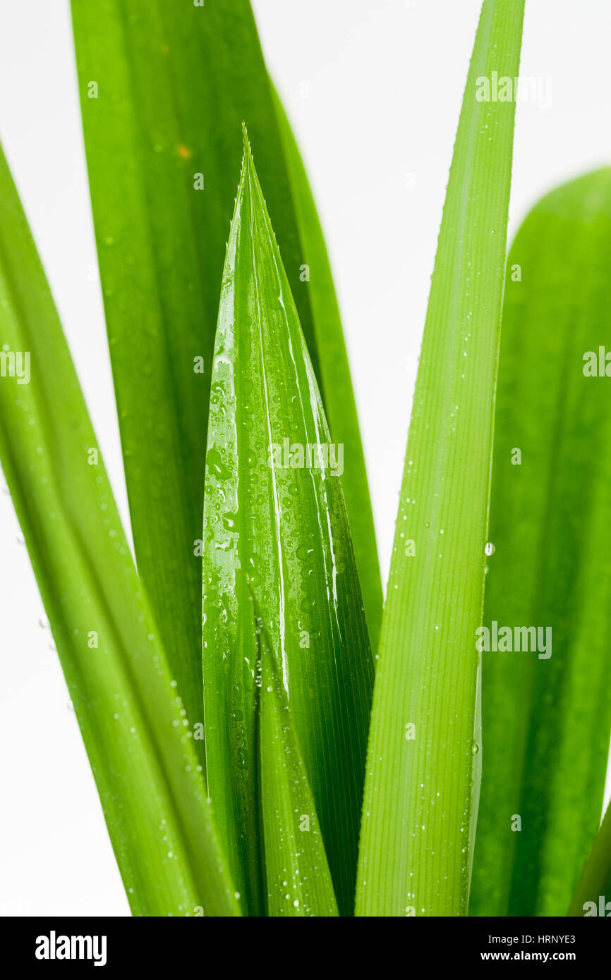 closeup green fresh Pandan leaves, Thai herbal Stock Photo - Alamy