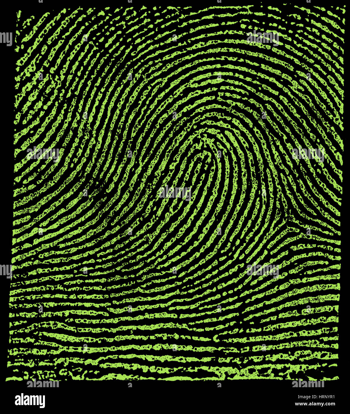 Fingerprint loop pattern hi-res stock photography and images - Alamy