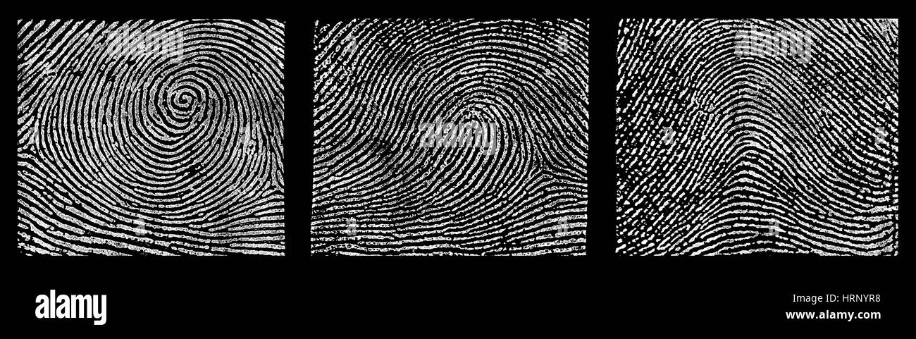 Fingerprint types loop whorl arch hi-res stock photography and images ...