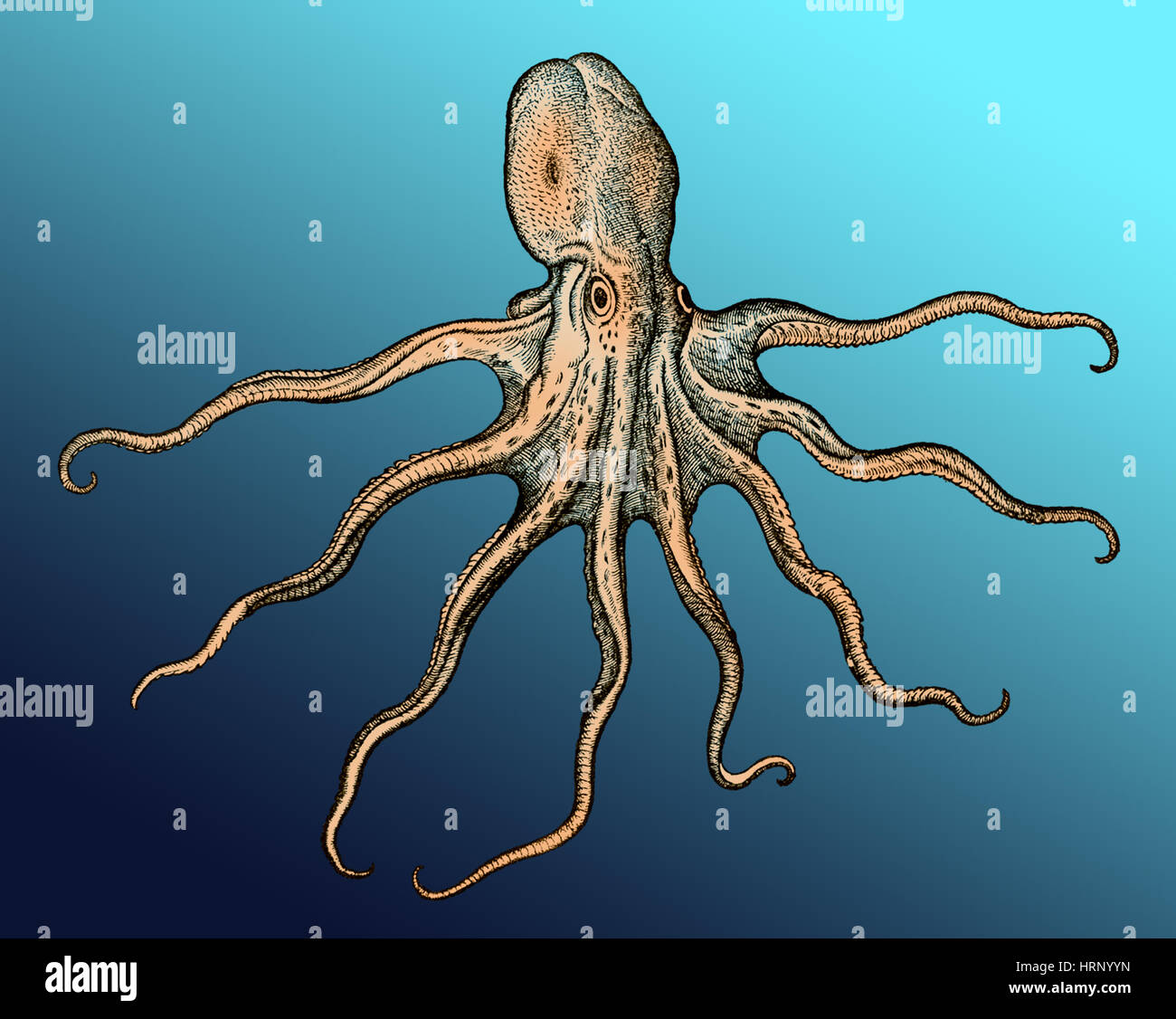Octopus, Historiae Animalium, 16th Century Stock Photo - Alamy