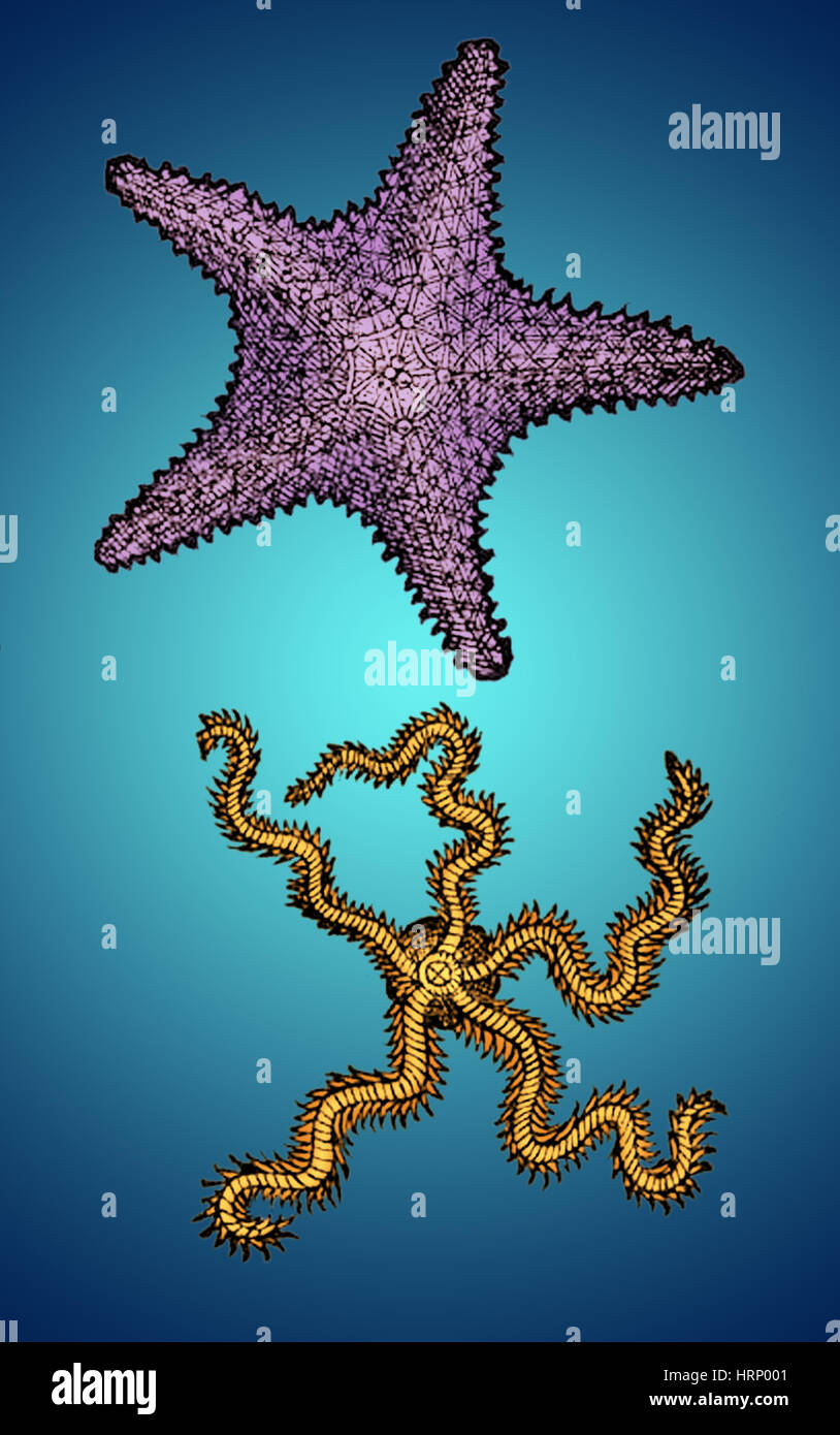 Zoology animals echinoderm starfish asteroidea hi-res stock photography ...