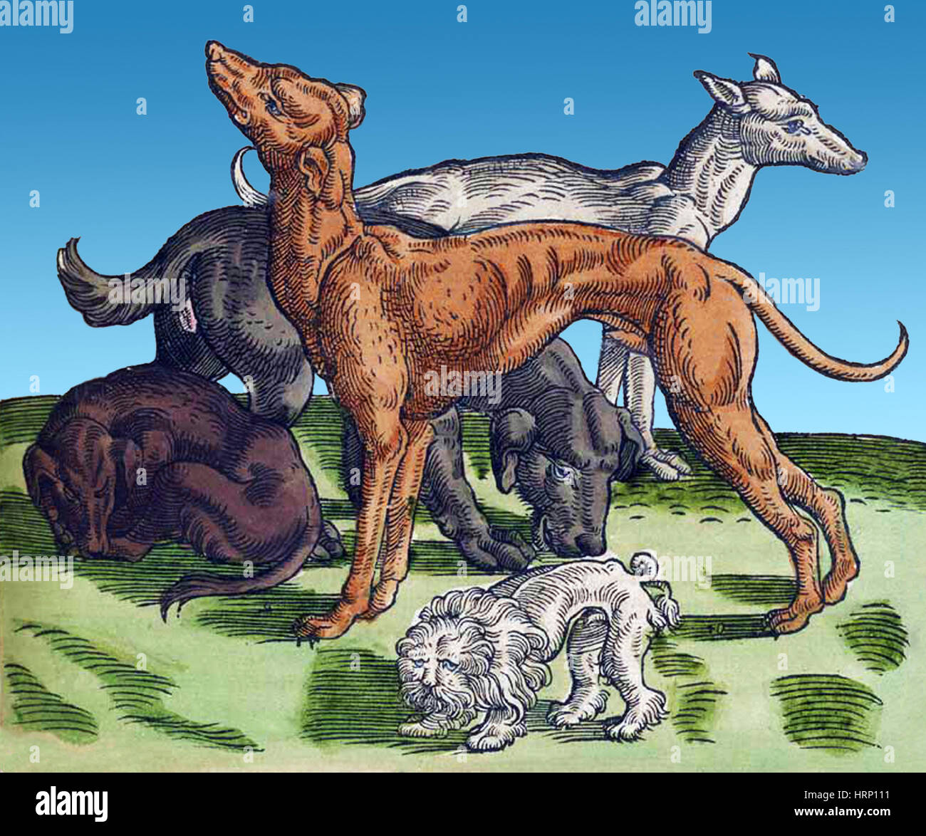 Dogs, Historiae Animalium, 16th Century Stock Photo - Alamy