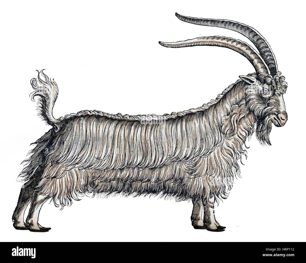 Goat, Historiae Animalium, 16th Century Stock Photo - Alamy